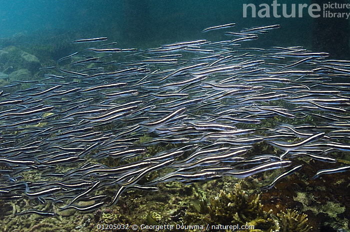 Stock photo of Convict blenny / false catfish (Pholidichthys ...