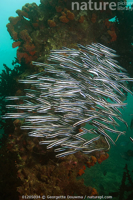 Stock photo of Convict blenny / false catfish (Pholidichthys ...