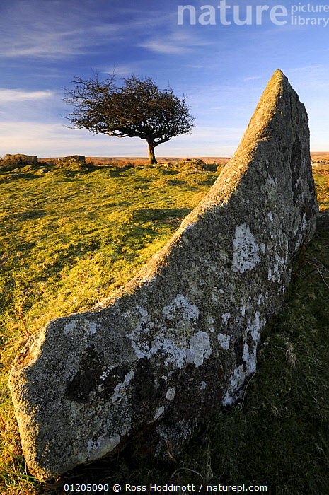 Stock photo of Windswept tree with rock in foreground, Combestone tor ...