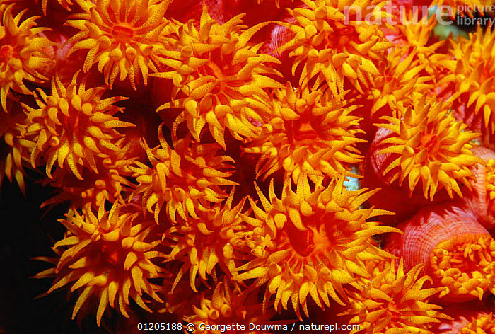 Stock photo of Coral polyps of Tube coral (Tubastrea faulkneri), Milne ...