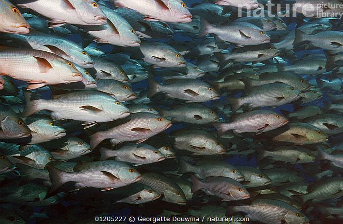 Stock photo of Twinspot / Bohar snapper (Lutjanus bohar), Red Sea ...