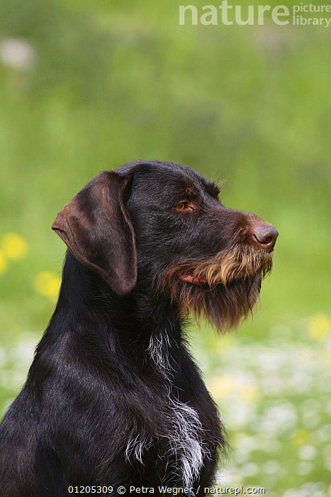 Stock photo of German Wire-haired Pointer, head profile portrait ...