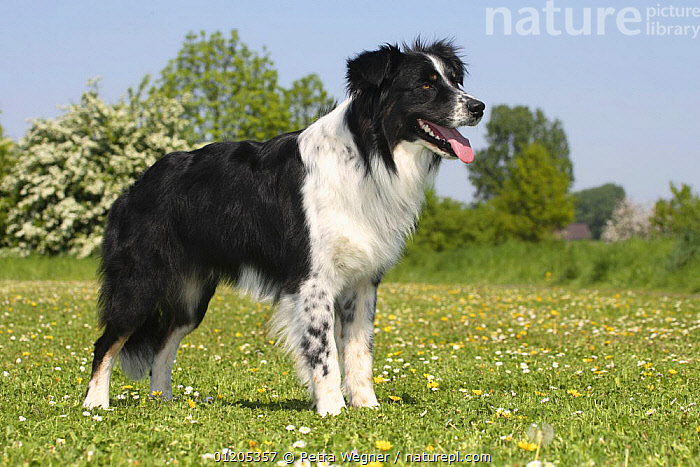 Stock photo of Australian Shepherd dog, show stack. Available for sale ...