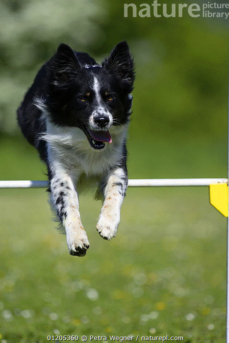 Stock photo of Australian Shepherd dog, jumping over hurdle. Available ...