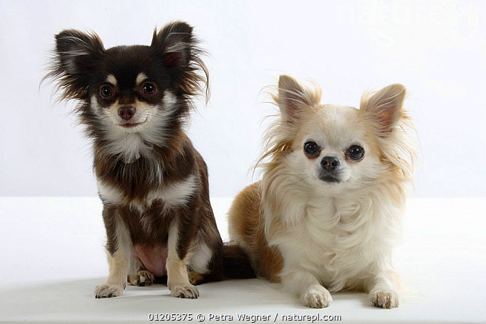 Stock photo of Two Chihuahuas, long haired, one dark one light coloured ...
