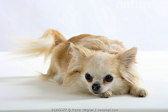 Stock photo of Chihuahua, long haired, lying down. Available for sale ...