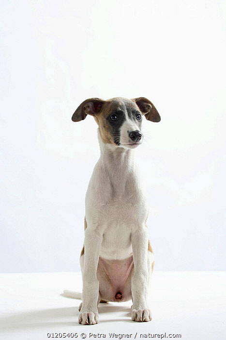 Stock photo of Whippet, puppy, 11 weeks, female sitting. Available for ...
