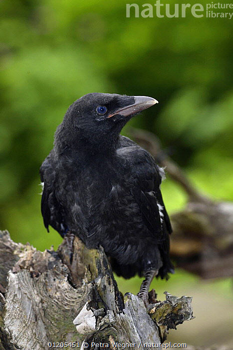 Stock photo of Carrion Crow (Corvus corone corone) fledgling perched ...