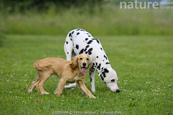 Stock photo of Dalmatian and English Cocker Spaniel, 5 months ...