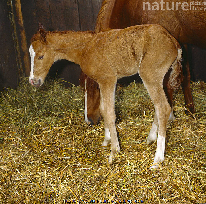Stock photo of British show pony mare giving birth, newborn foal with ...