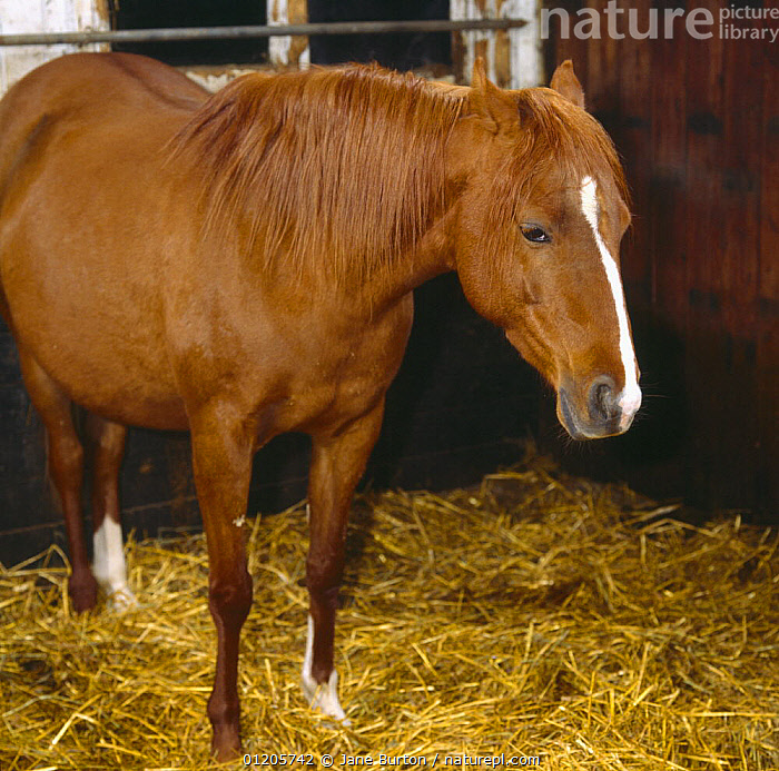 Stock photo of British show pony mare restless in first stages of ...