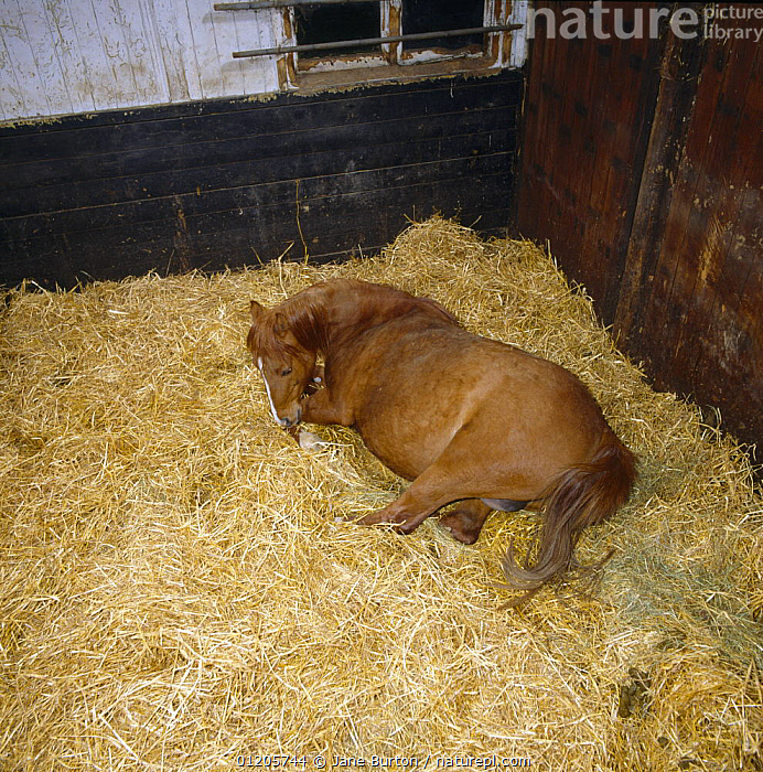 Stock photo of British show pony mare sleeping in foaling box at night ...