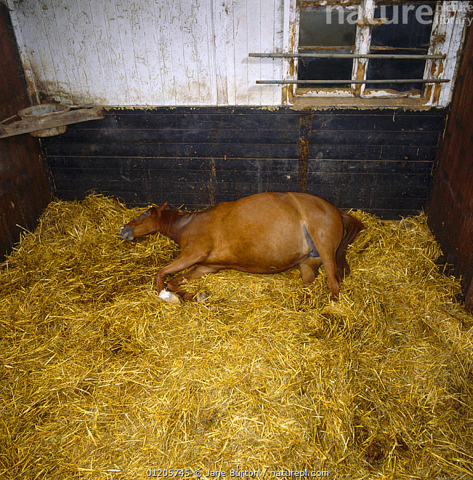 Stock photo of British show pony mare sleeping in foaling box at night ...