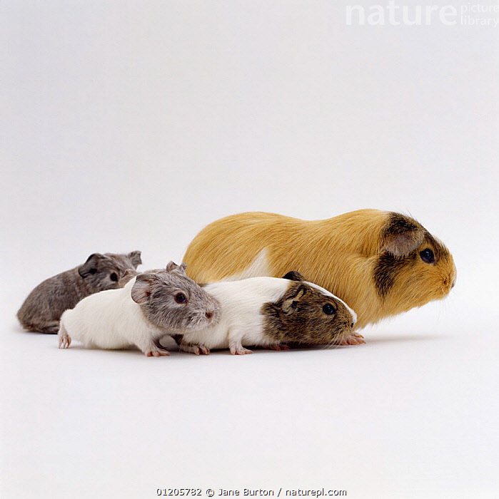 Stock photo of Female shorthair cream-tricolour Guinea pig leading her ...