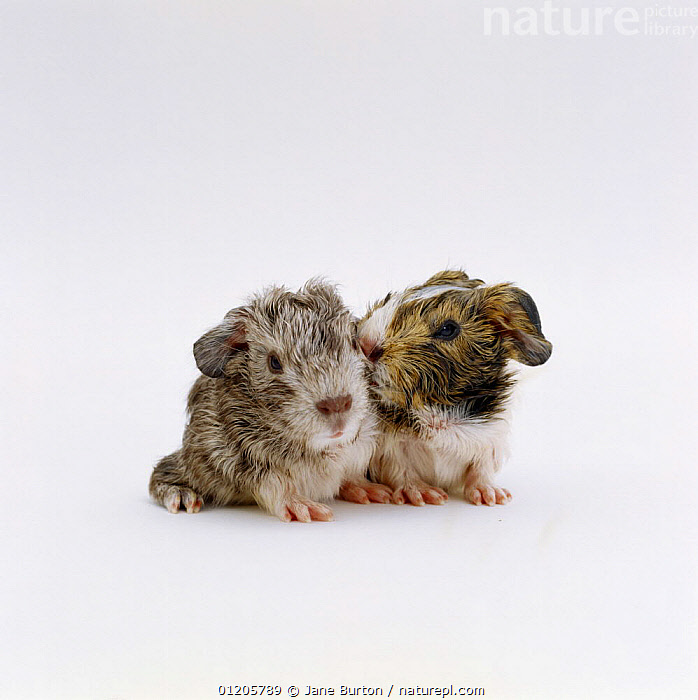 Guinea Pig Babies