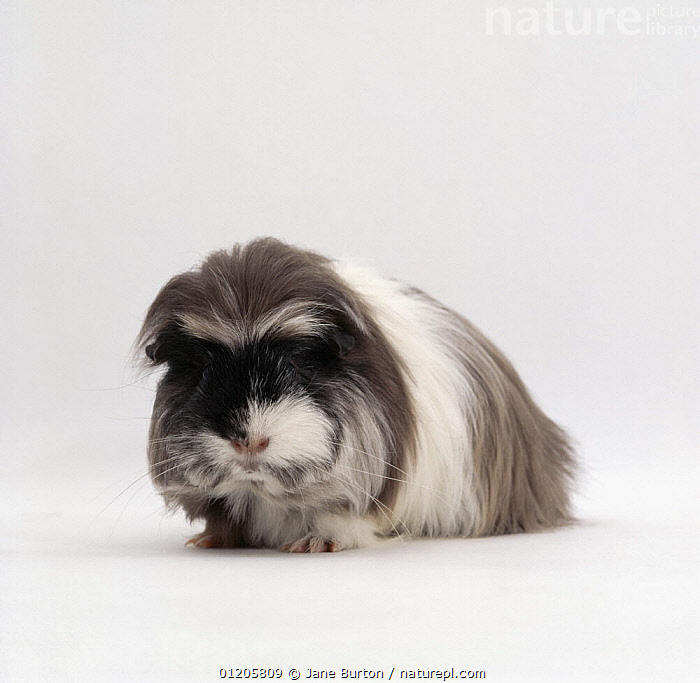 Stock photo of Grey and white female long-haired coronet Guinea pig ...