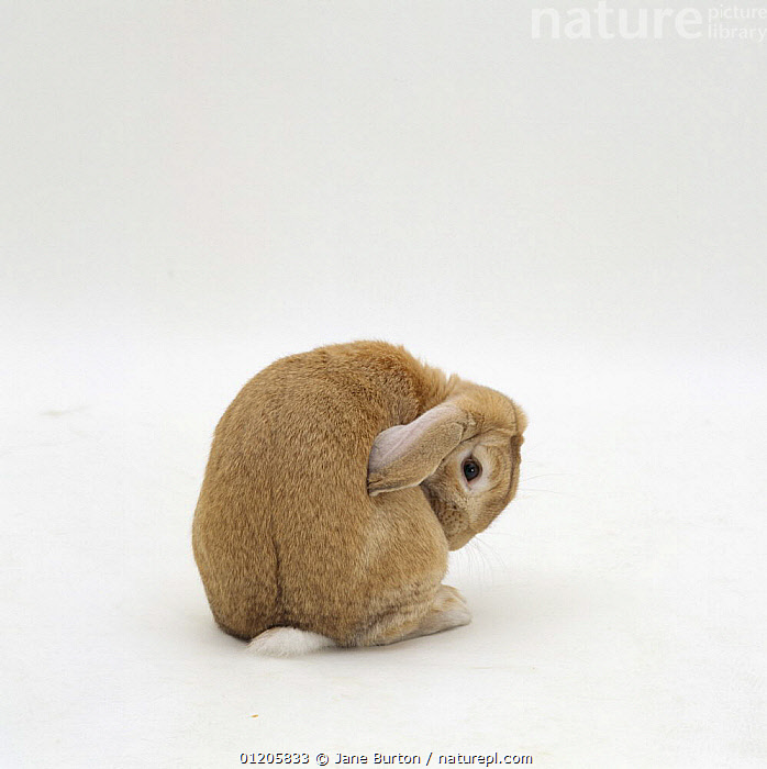 Stock photo of Female sandy lop-eared rabbit grooming. Available for ...