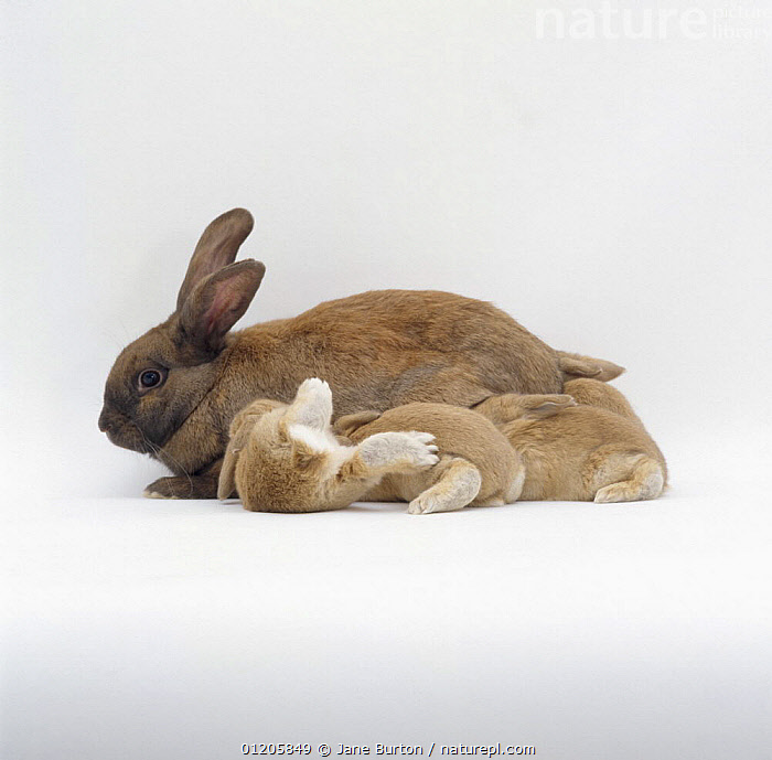 Stock photo of Sandy lop-eared rabbit suckling 18-day babies. Available ...