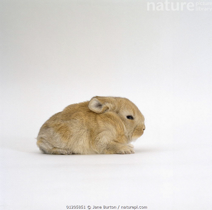 Stock photo of Sandy lop-eared rabbit, two-weeks. Available for sale on ...