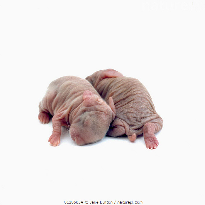 Stock photo of Two newborn Sandy lop-eared rabbits, bald. Available for ...
