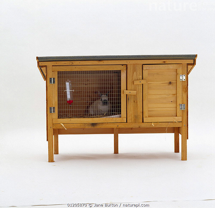 Stock photo of Seal point netherland dwarf Rabbit in rabbit hutch on ...