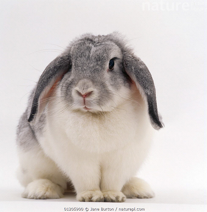 Stock photo of Silver and white Angora x French lop-eared rabbit ...