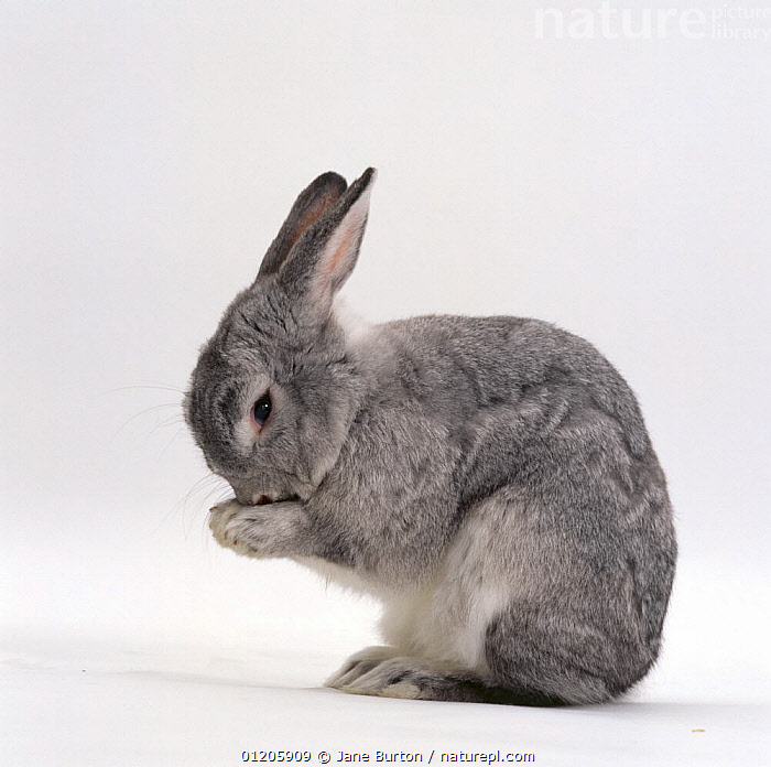 Stock photo of Silver fox male rabbit, licking front paws, face washing ...