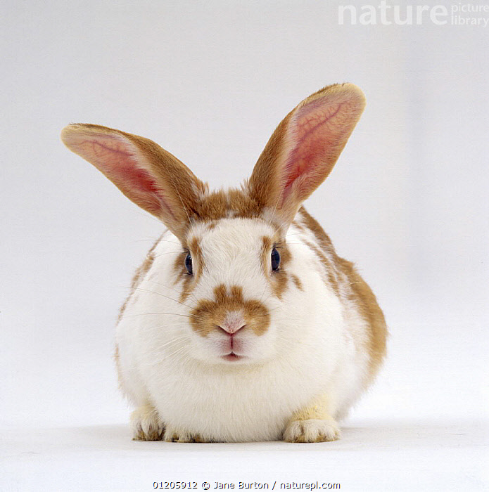 Stock photo of Fawn english-spotted rabbit, female. Available for sale ...