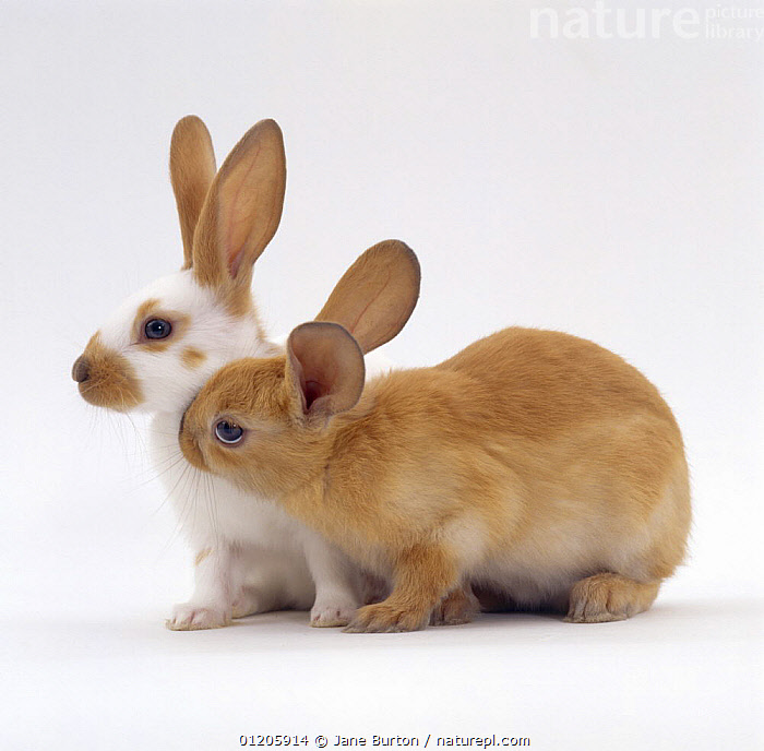 Stock photo of Fawn spotted and Sooty fawn rabbits, young siblings ...