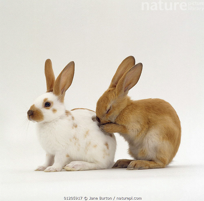 Stock photo of Fawn spotted and Sooty fawn rabbits, young siblings ...