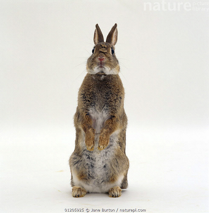 Stock photo of Agouti dwarf female rabbit sitting up on her hind legs ...