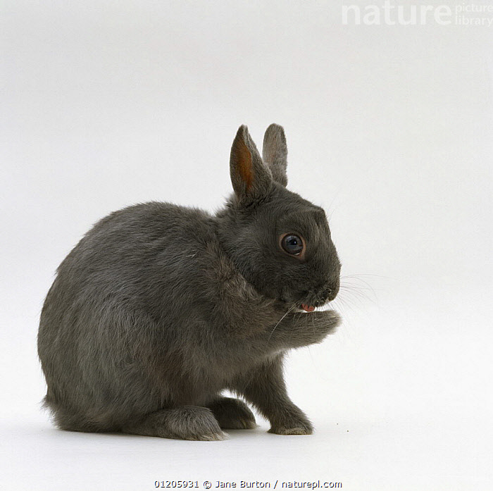 Stock photo of Blue dwarf male rabbit licking his paws, UK. Available ...