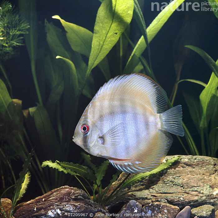 Stock photo of Discus fish {Symphysodon discus} captive, from tropical ...