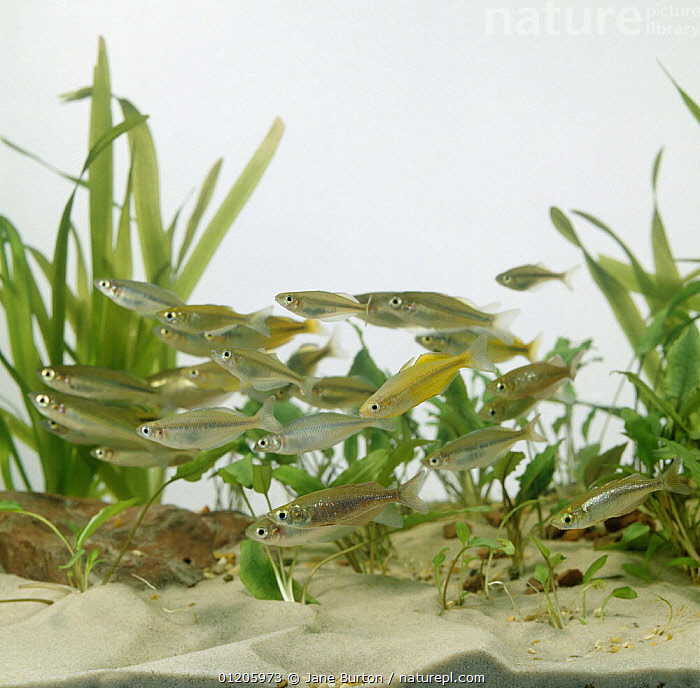 Stock photo of Rainbowfish {Melanotaeniidae} recently introduced to ...