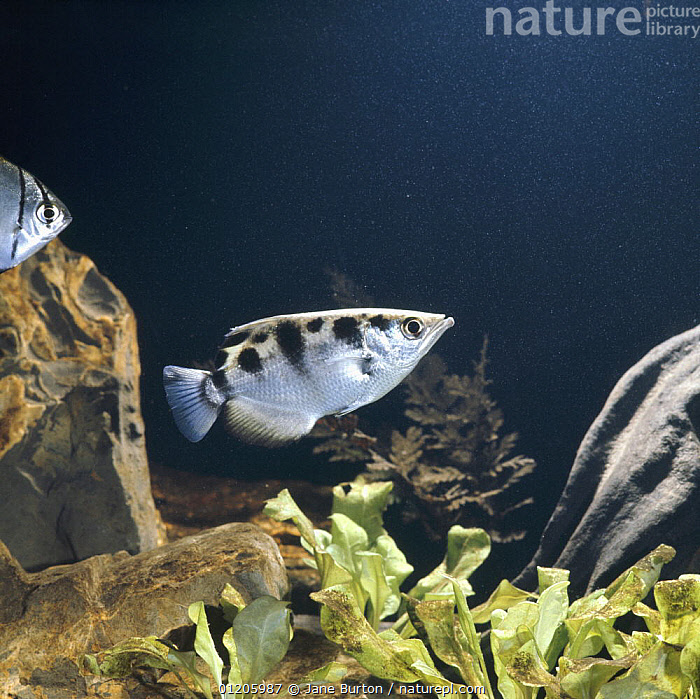 Stock photo of Archerfish {Toxotes jaculator} captive, from Asia ...