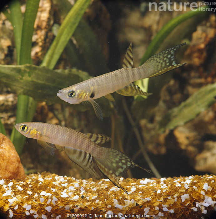 Stock photo of Killifish {Pterolebias peruensis} captive, from Peru ...