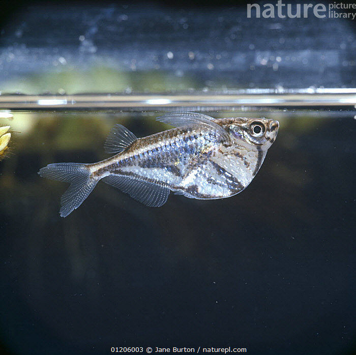 Stock photo of Marbled hatchetfish {Carnegiella strigata} resting at ...