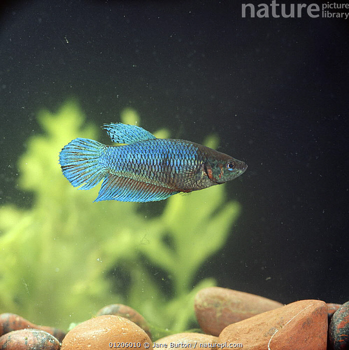 Stock photo of Siamese fighting fish {Betta splendens} female, captive ...