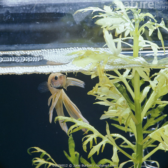 Stock photo of Siamese fighting fish {Betta splendens} male building ...