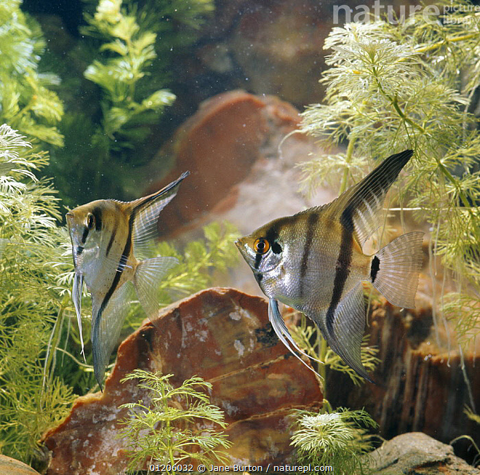 Stock photo of Angelfish {Pterophyllum sp} territorial conflict between ...