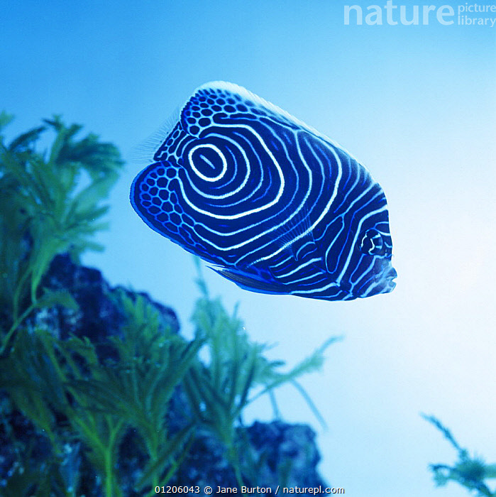Juvenile Emperor Angelfish