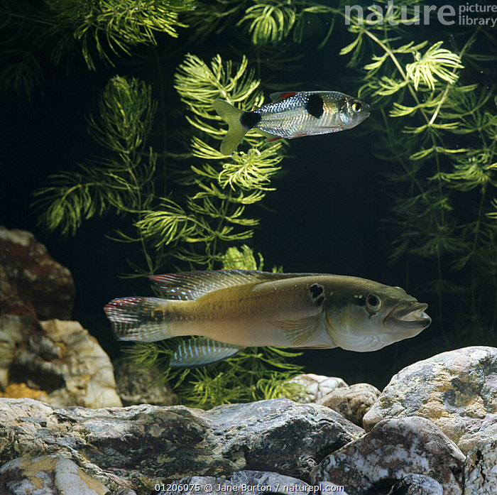 Stock photo of Pike cichlid {Crenicichla lepidota} displaying, with ...