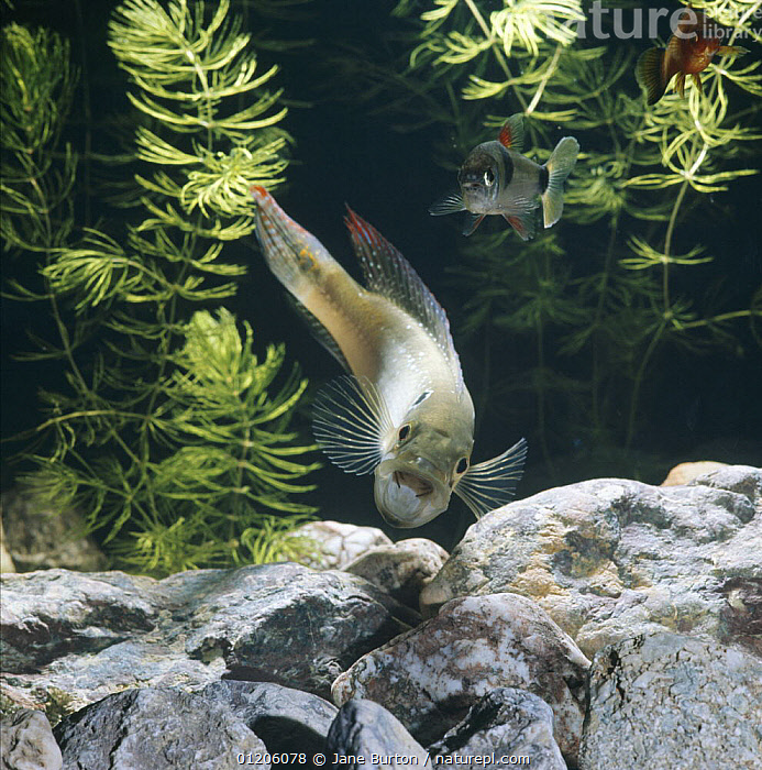 Stock photo of Pike cichlid {Crenicichla lepidota} female with mouth ...