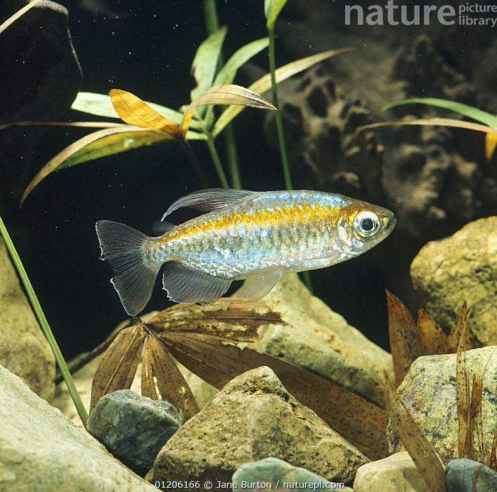 Stock photo of Congo tetra {Micralestes interruptus} captive, from ...