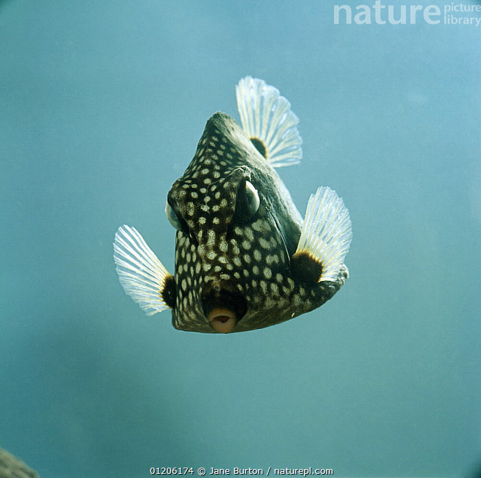 Stock photo of Smooth trunkfish {Lactophrys triqueter} captive, from ...