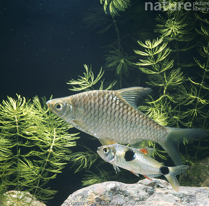 Stock photo of Bucktooth tetra / Rainbow characin {Exodon paradoxus} in ...