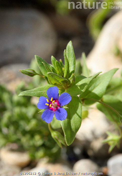 Stock photo of Blue pimpernel {Anagallis arvensis} in flower, Ras Al ...