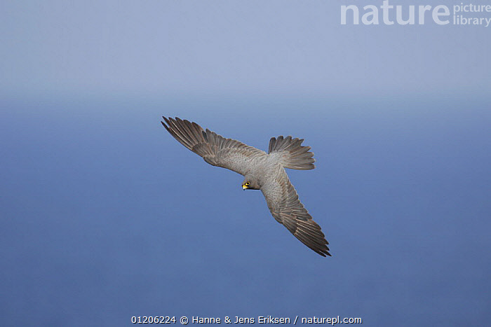 Stock photo of Sooty falcon {Falco concolor} in flight, Ras as Sawadi ...