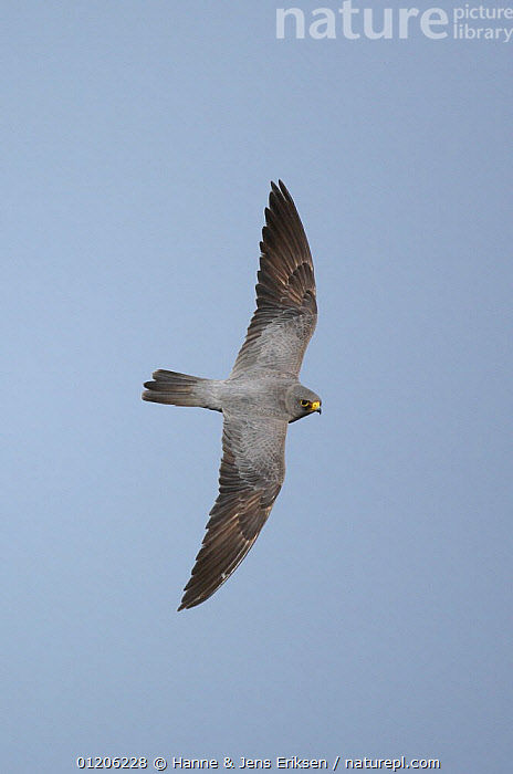 Stock photo of Sooty falcon {Falco concolor} in flight, Ras as Sawadi ...