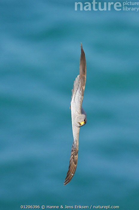 Stock photo of Sooty falcon {Falco concolor} flying vertically over ...
